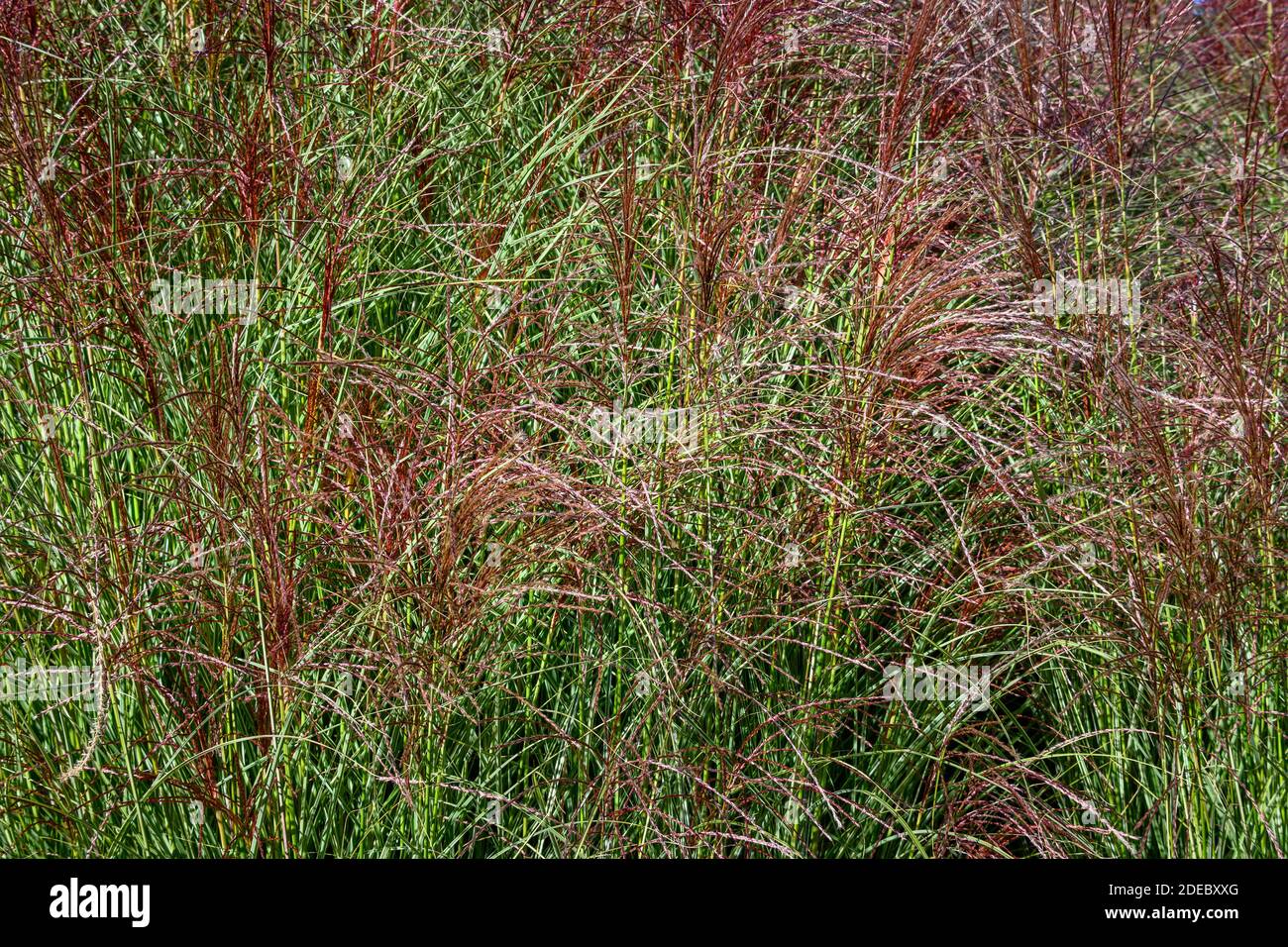 Tall ornamental grass in a garden in fall greens and reds, as a nature ...