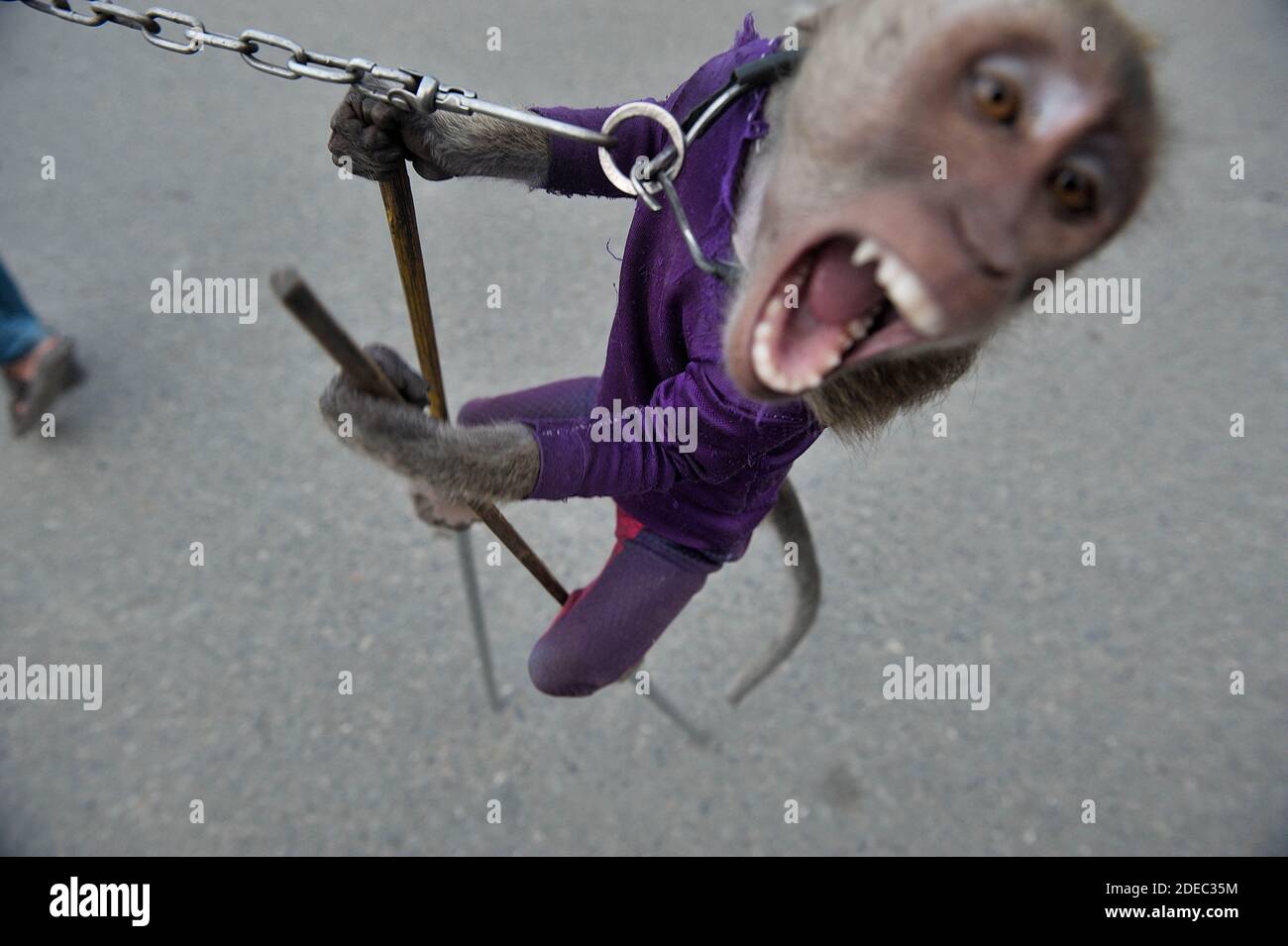 A chained macaque on street circus exhibition in Medan, Indonesia on ...