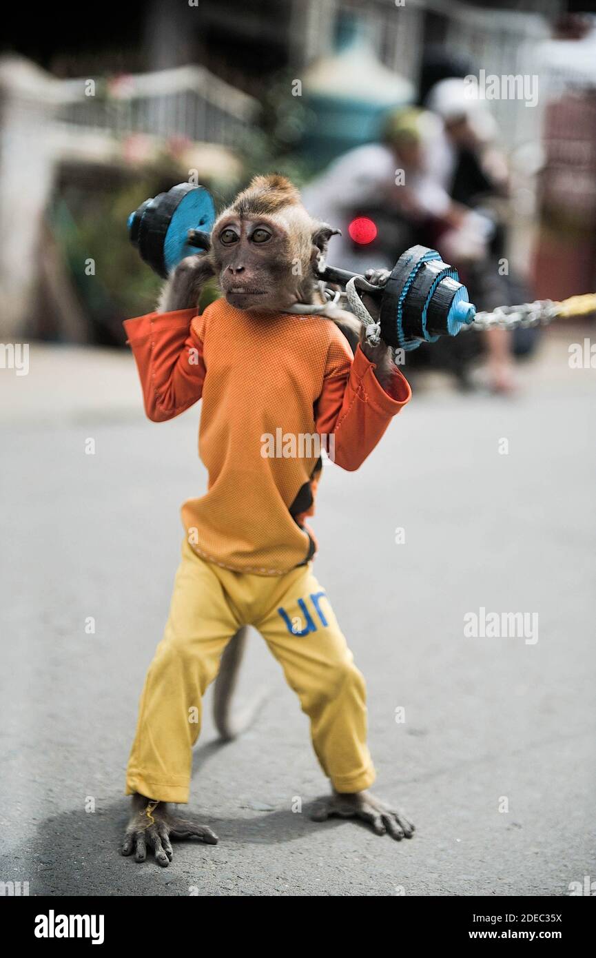 Monkey torture hi-res stock photography and images - Alamy