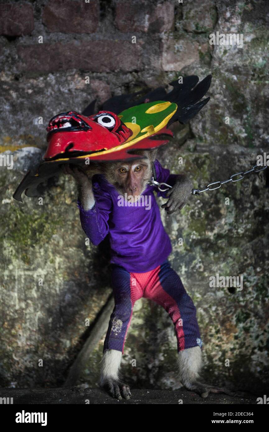 A chained monkey seen steady at the miniatur motorbike as training ...