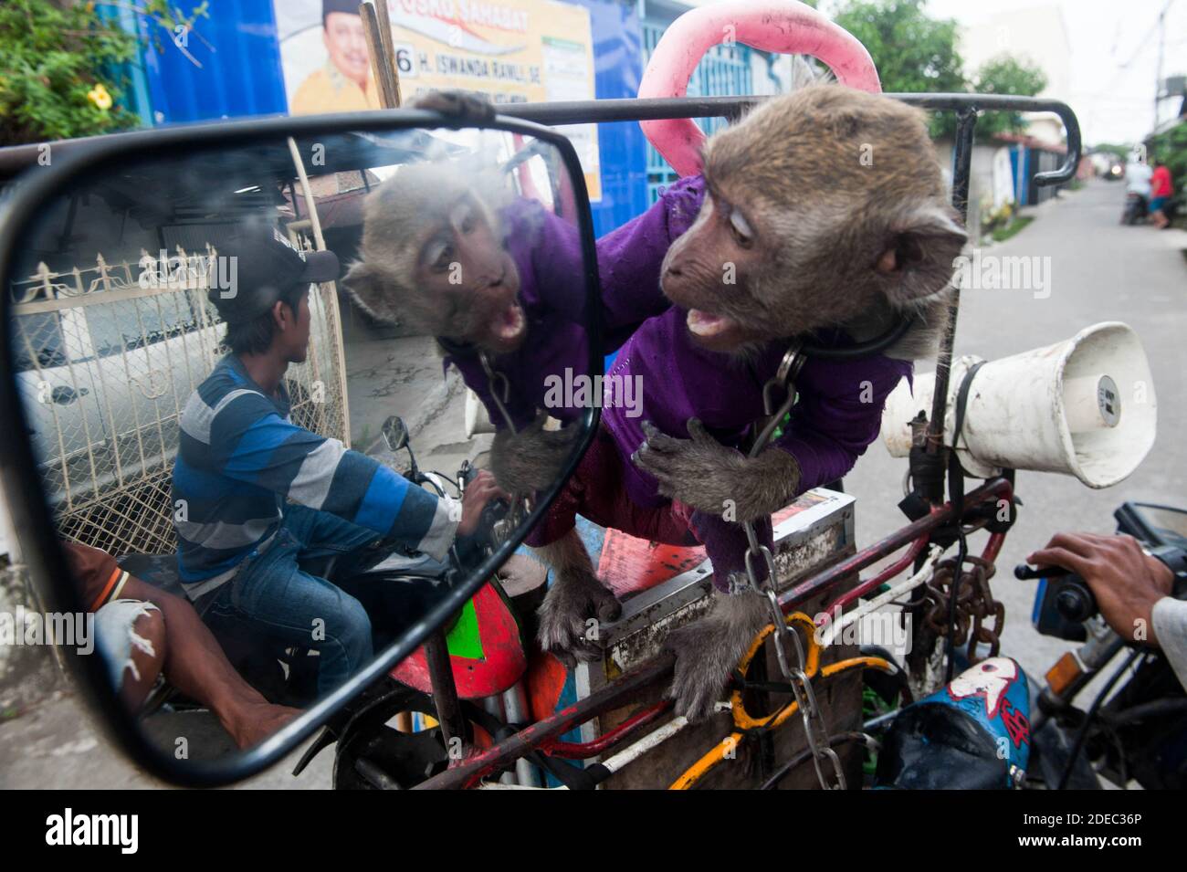 A chained macaque looks at himself in a mirror at a street circus ...