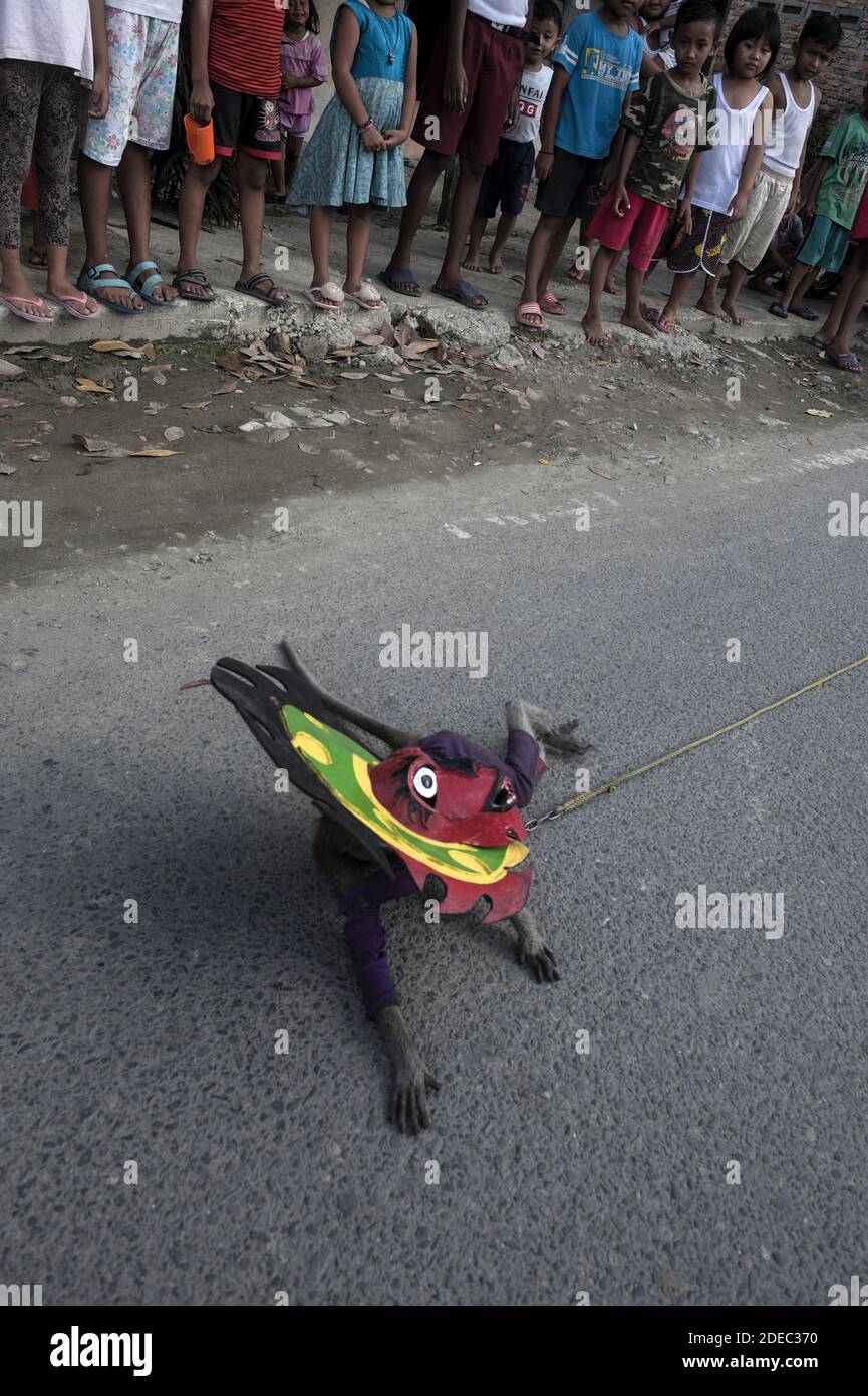 A monkey wearing a mask while action in a street of monkey mask ...