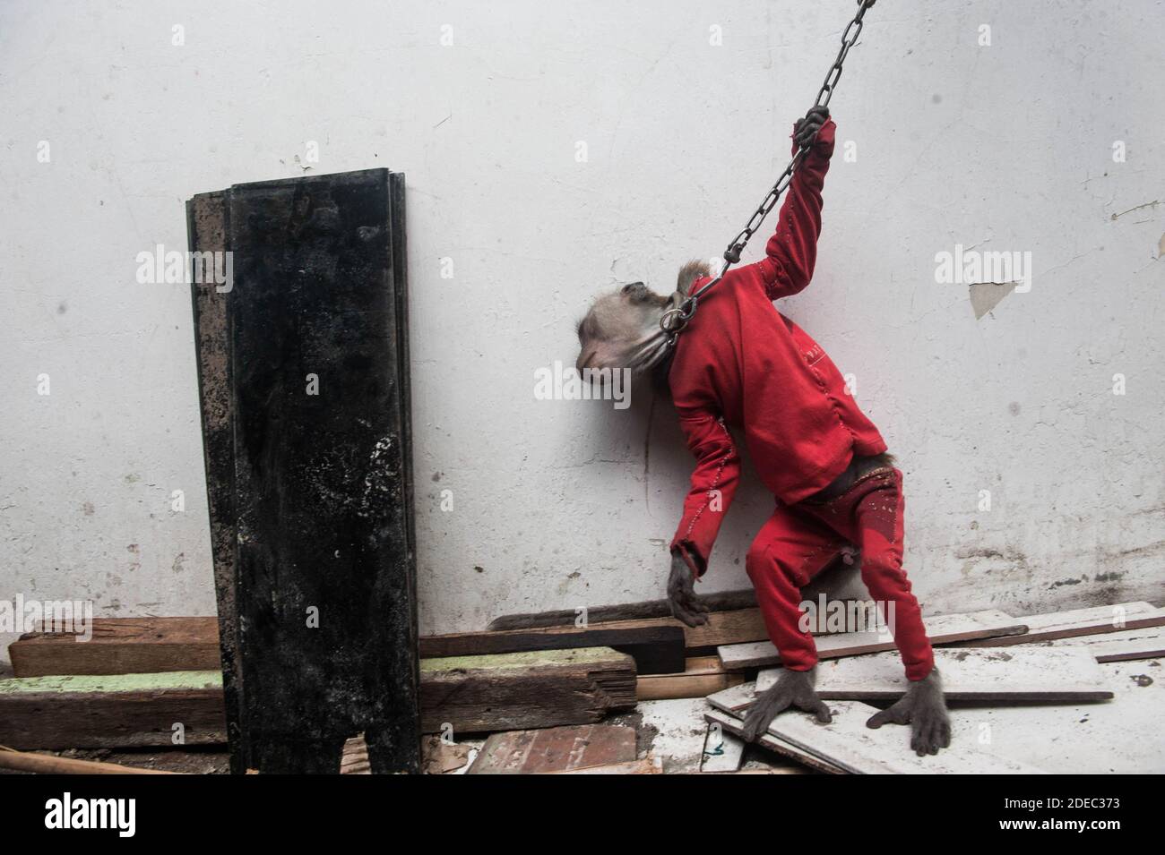 A chained monkey starting to training as prepare before on action by ...
