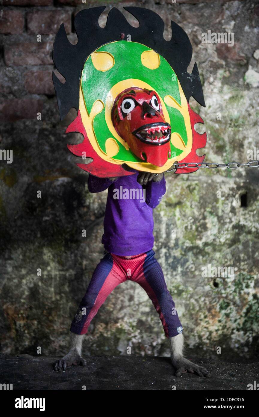 A chained monkey seen steady wearing mask as training before on action ...