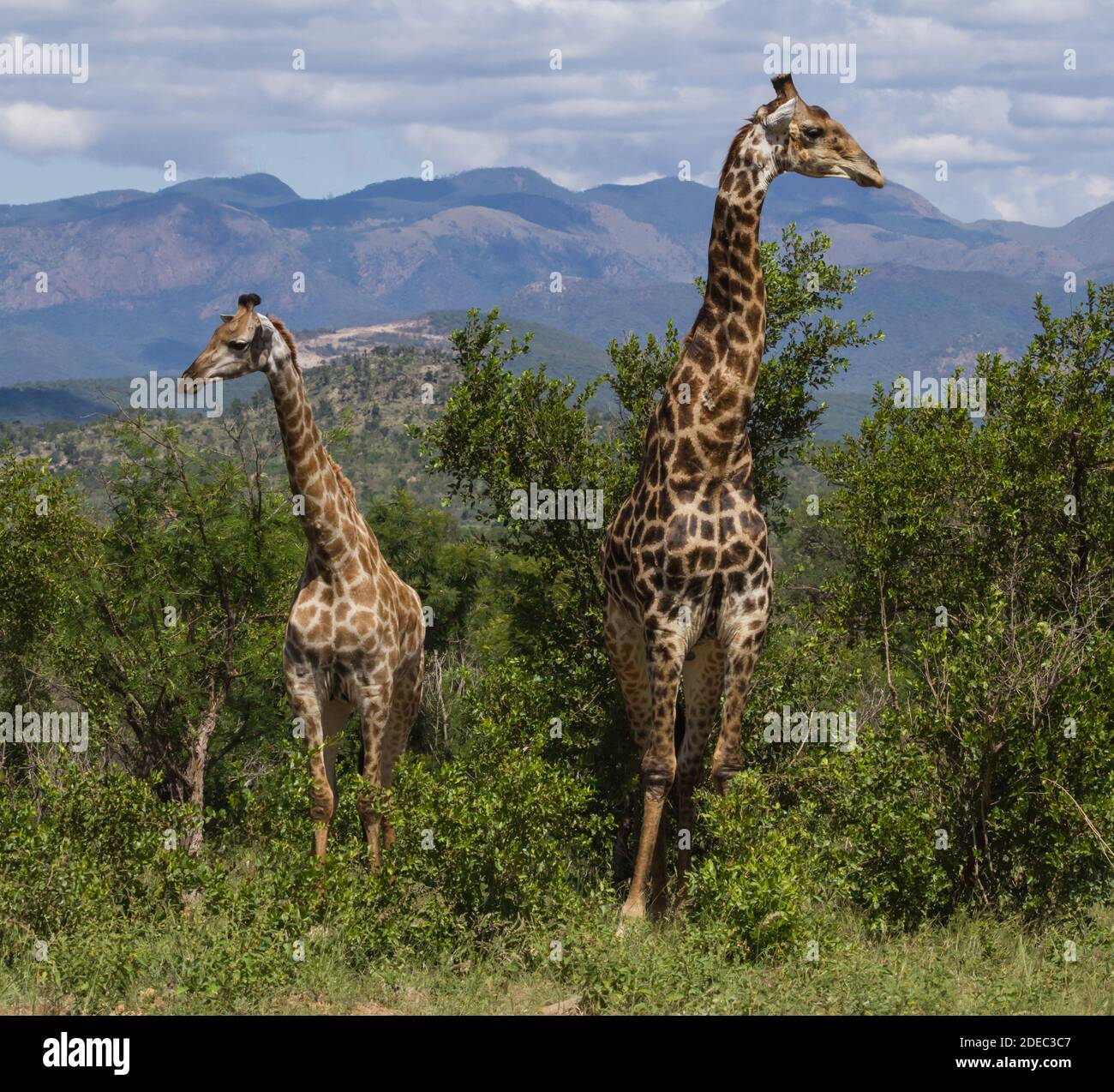 African bushveld grass landscape hi-res stock photography and images ...