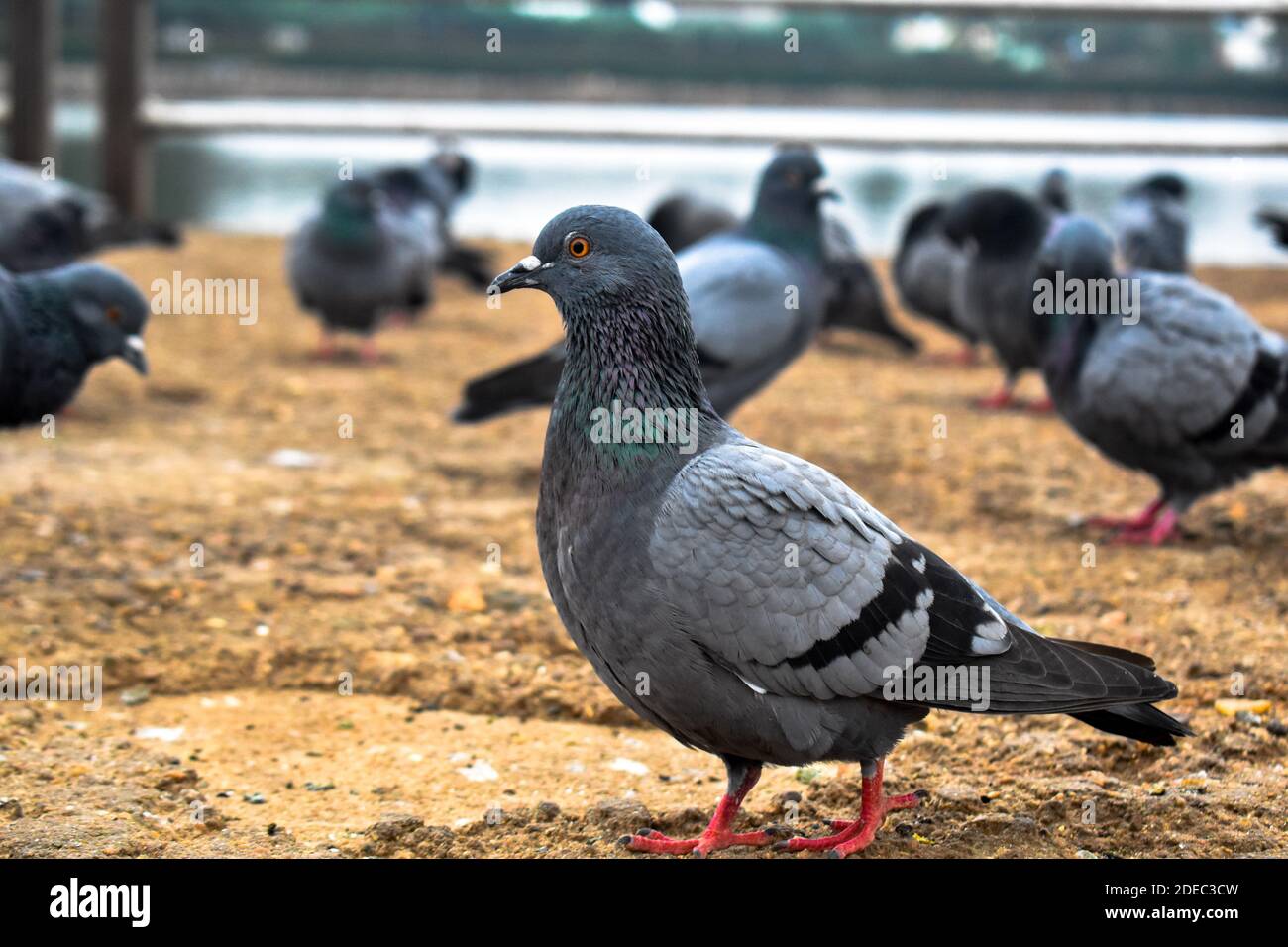 Pigeon birds beside a footpath eating wheat Stock Photo - Alamy
