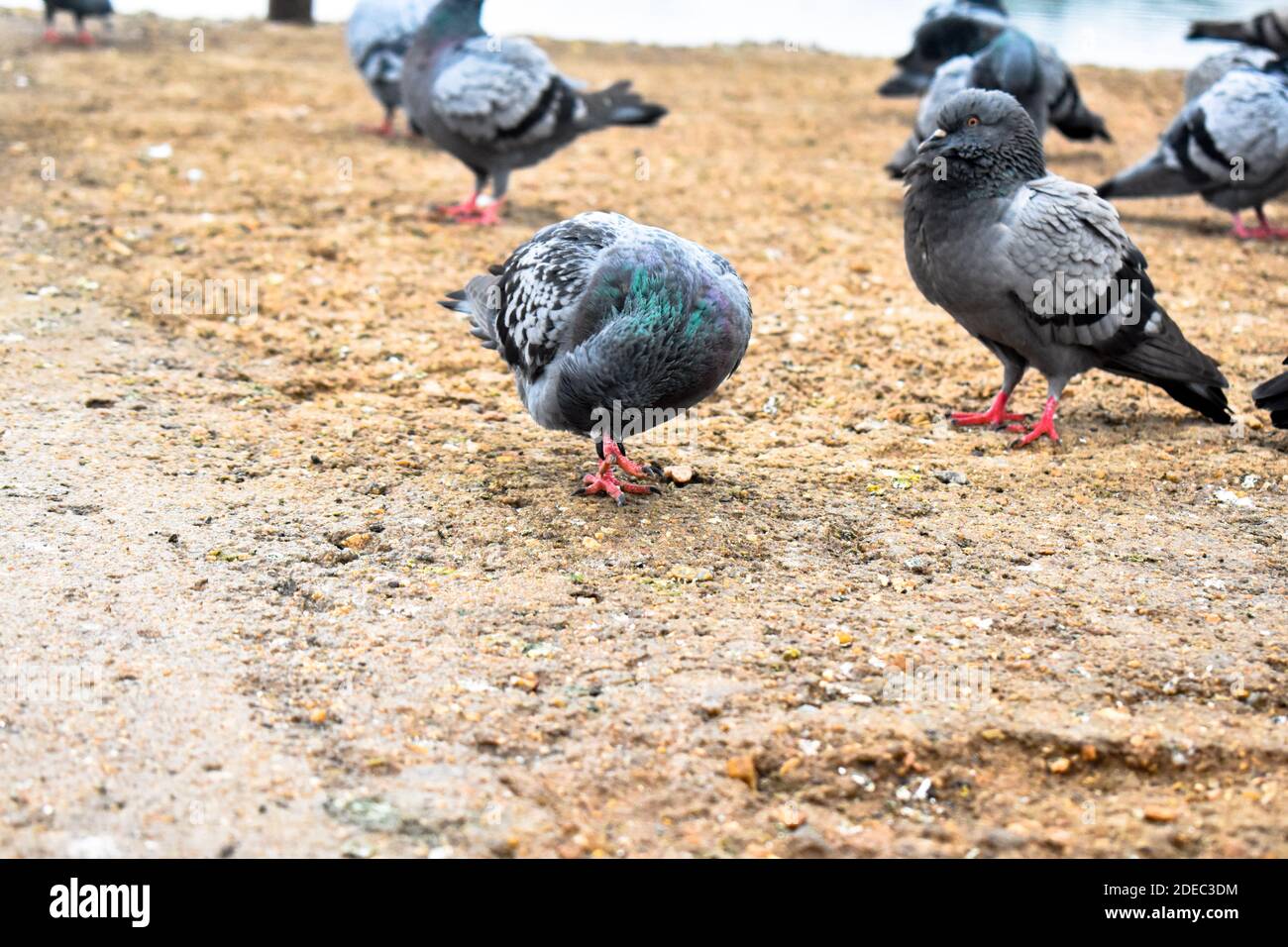Pigeon birds beside a footpath eating wheat Stock Photo - Alamy