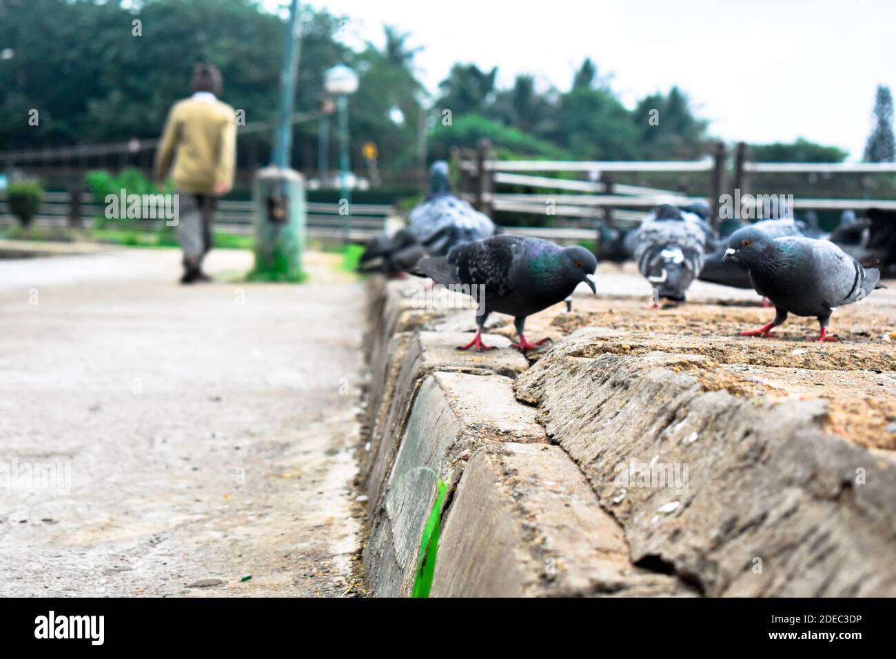 Pigeon birds beside a footpath eating wheat Stock Photo - Alamy