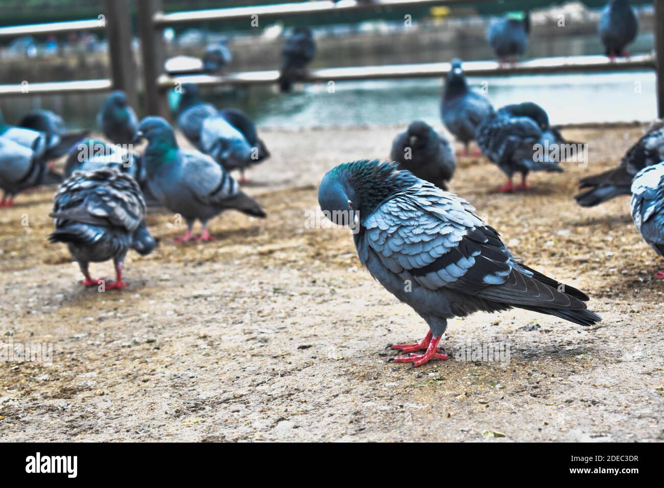 Pigeon birds beside a footpath eating wheat Stock Photo - Alamy