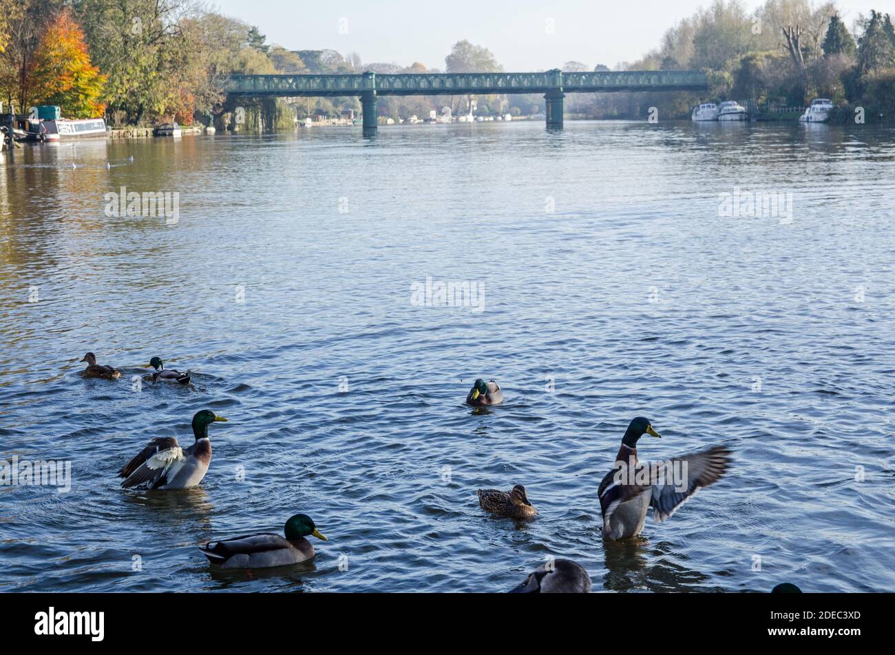 Mallard ducks enjoying the water of the River Thames at Bourne End ...