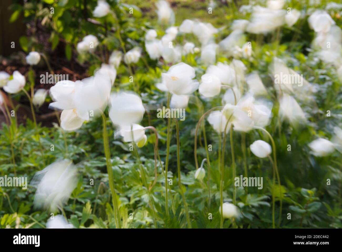 Blurred white flowers in motion. Windy moving and long shutter speed ...