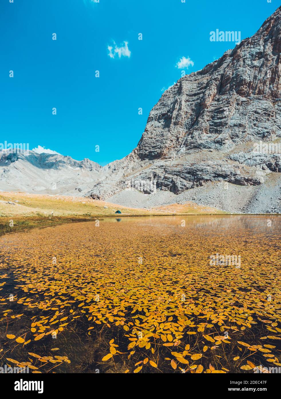 Yellow autumn leaves floating on lake's water. Mountain lake landscape ...