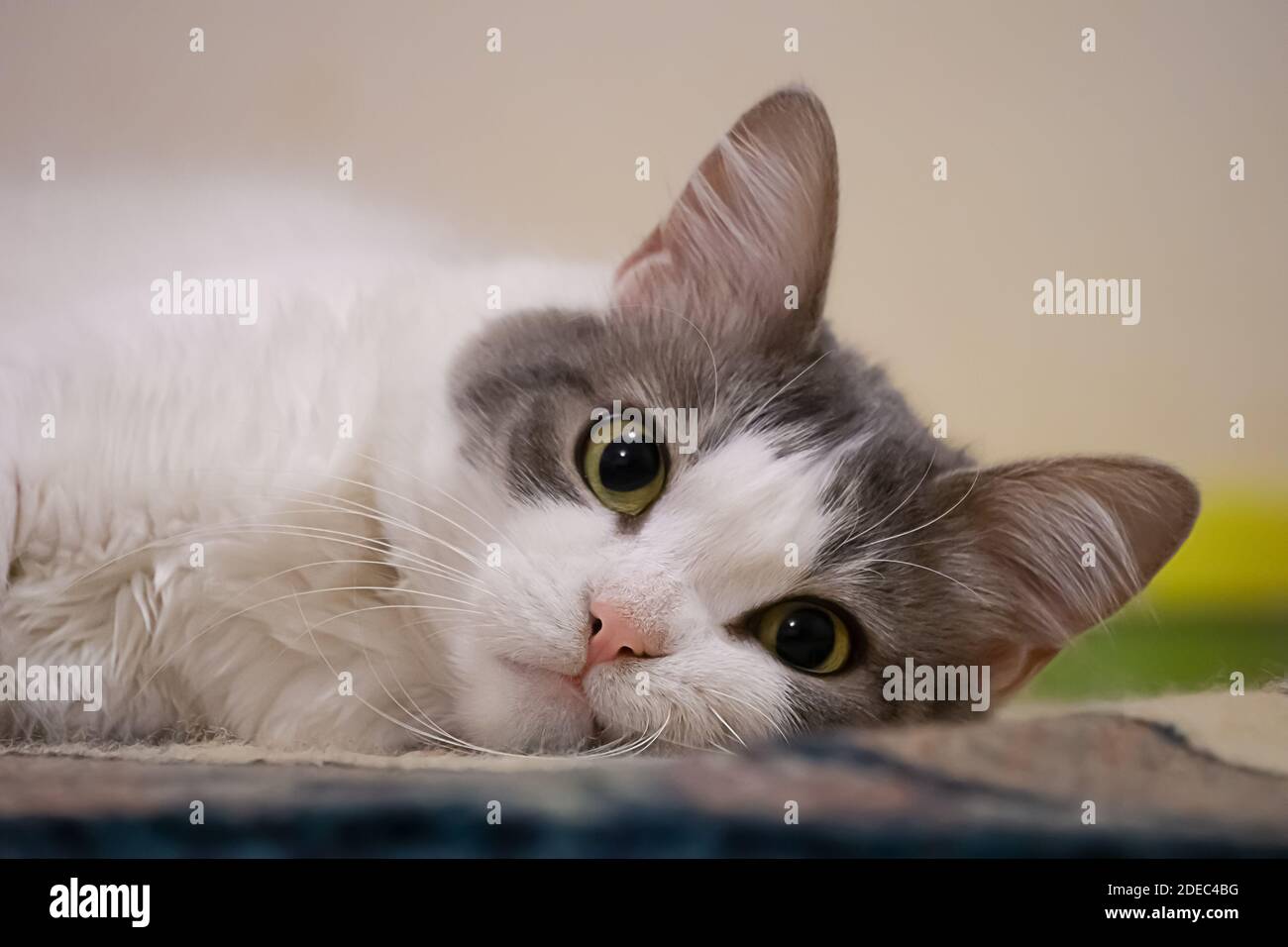 Close up cat nose. Cute white cat laying down a carpet Stock Photo - Alamy