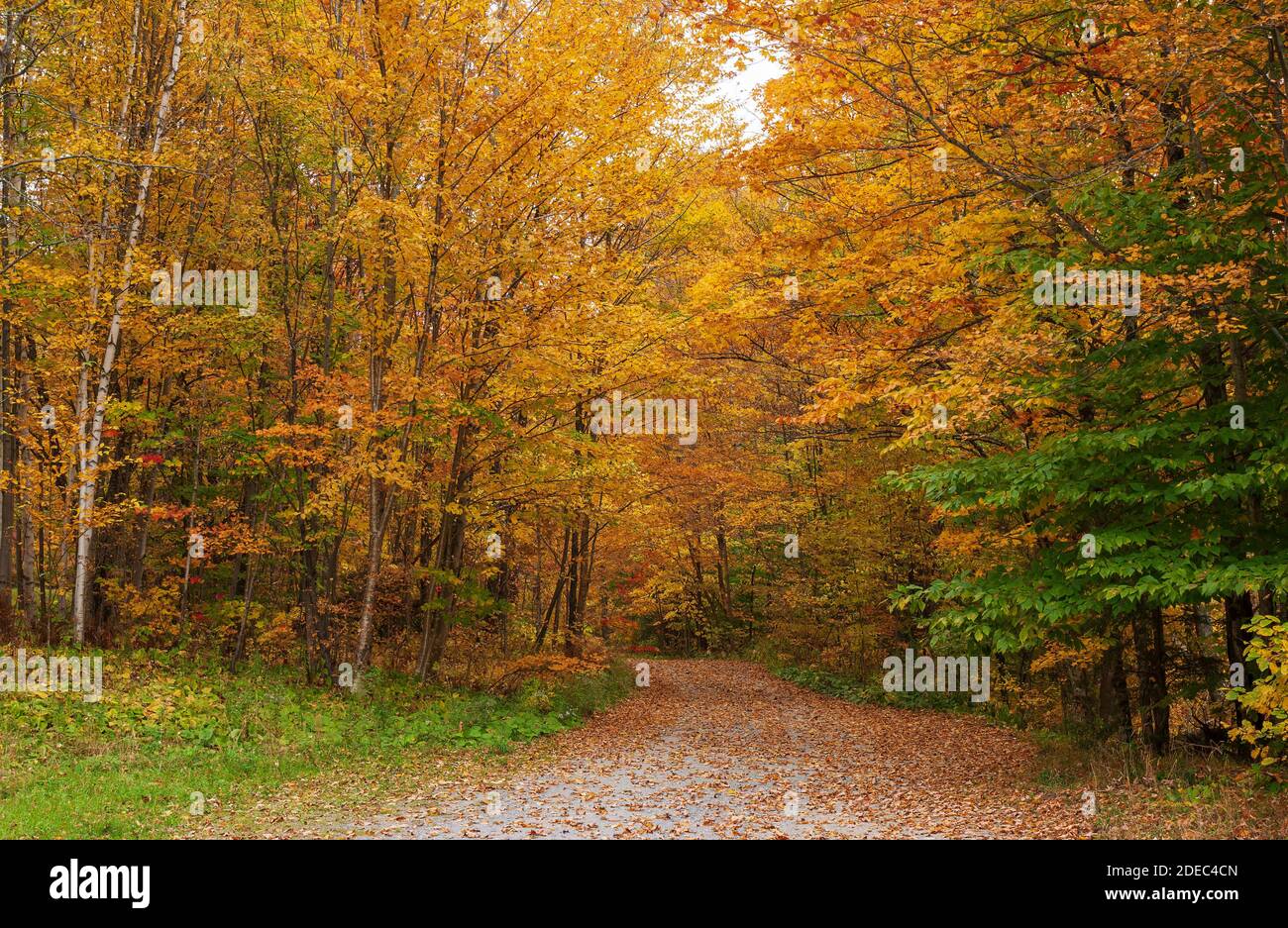 Path covered in fallen leaves, running through a scenic forest. Beech ...