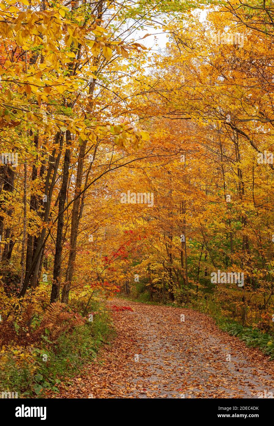 Sugar maple beech forest hi-res stock photography and images - Alamy