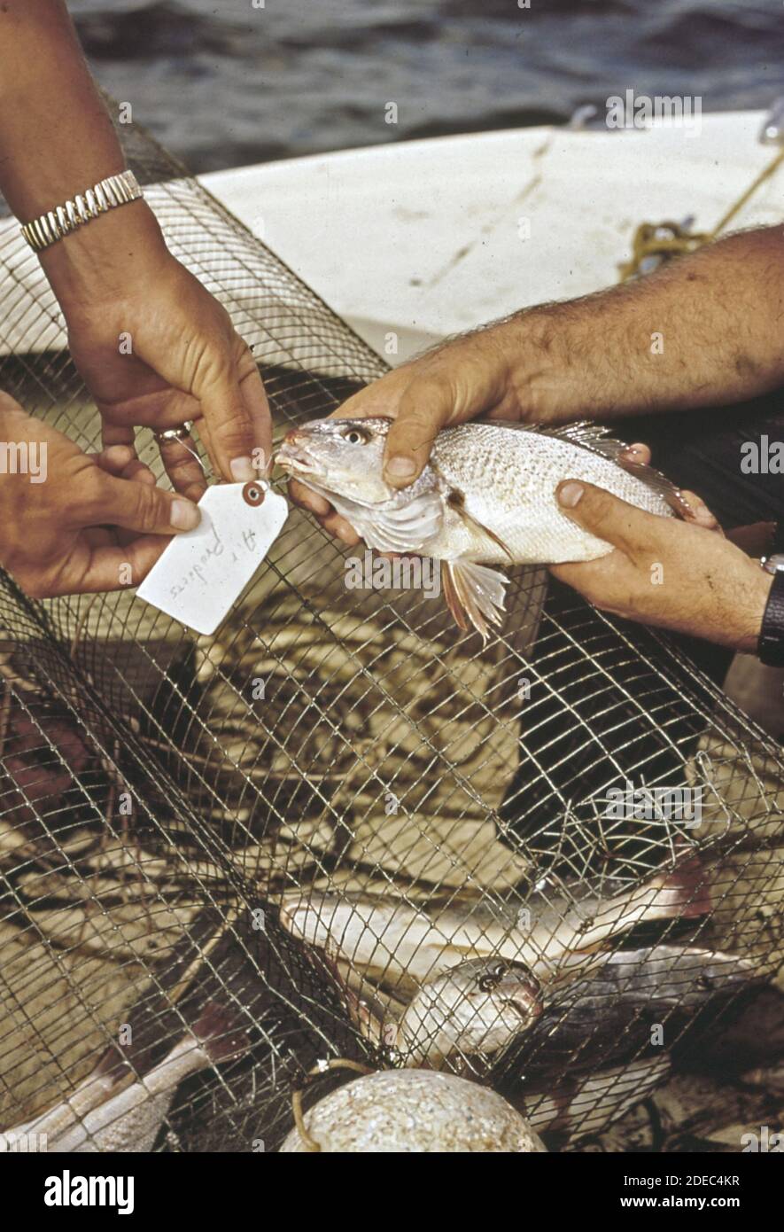 1970s Photo (1972) - These aquatic biologists have set up a mobile lab ...