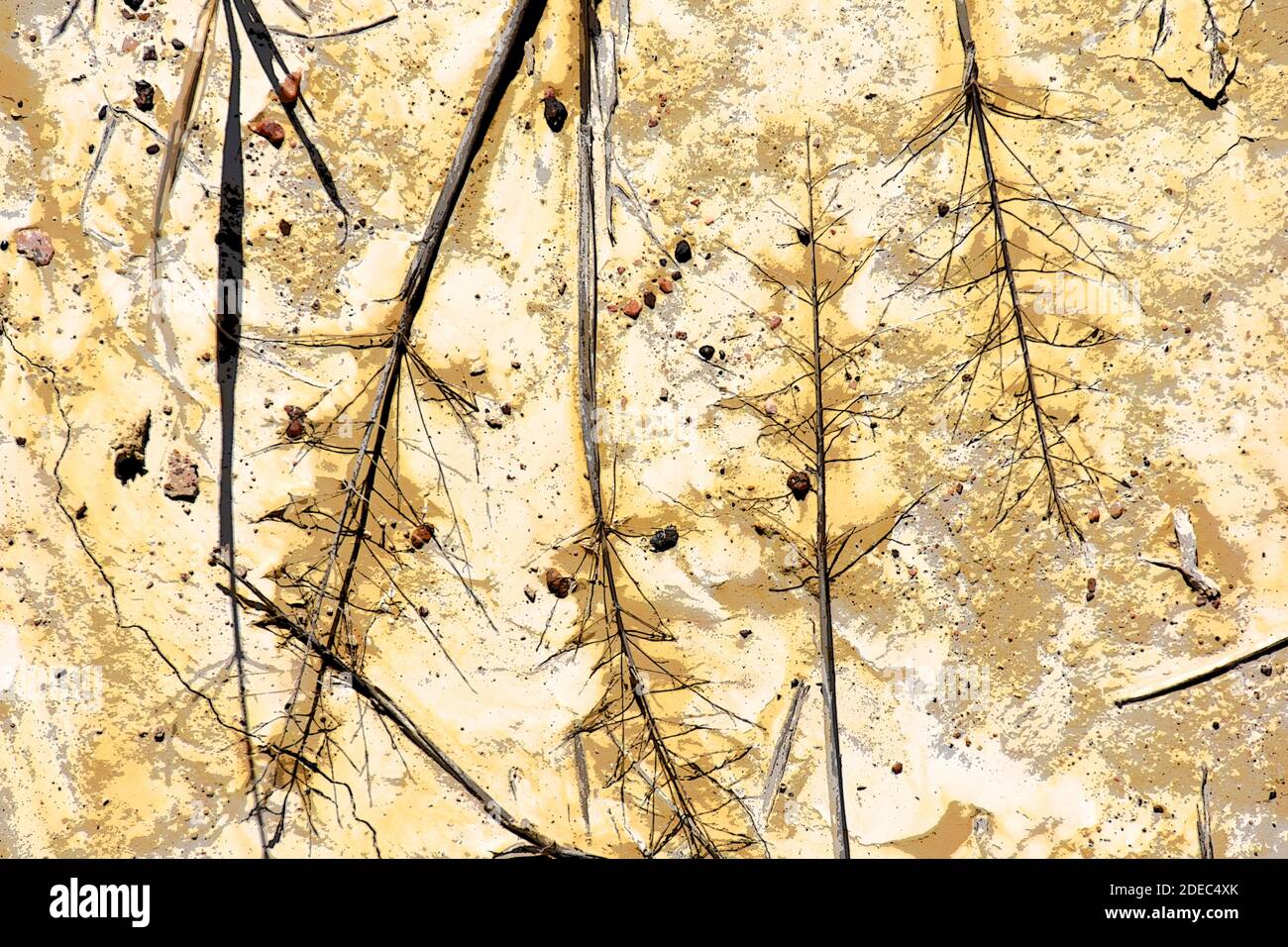 Mud texture hi-res stock photography and images - Alamy
