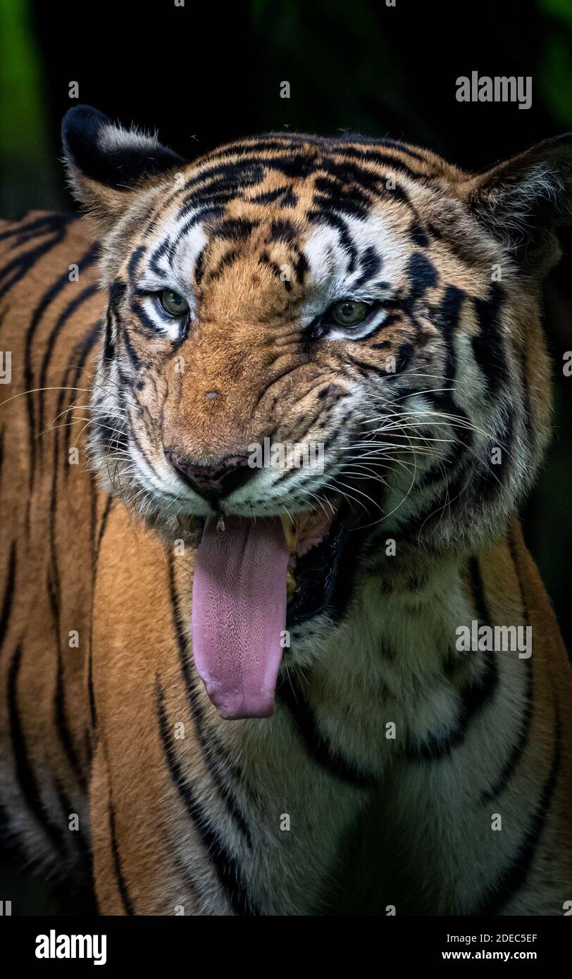 A portrait of an angry Bengal Tiger with a blurry background Stock ...