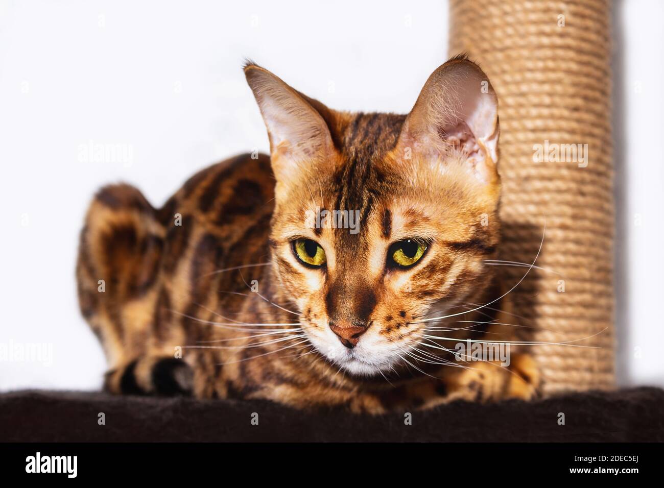 Unique Domestic Cats