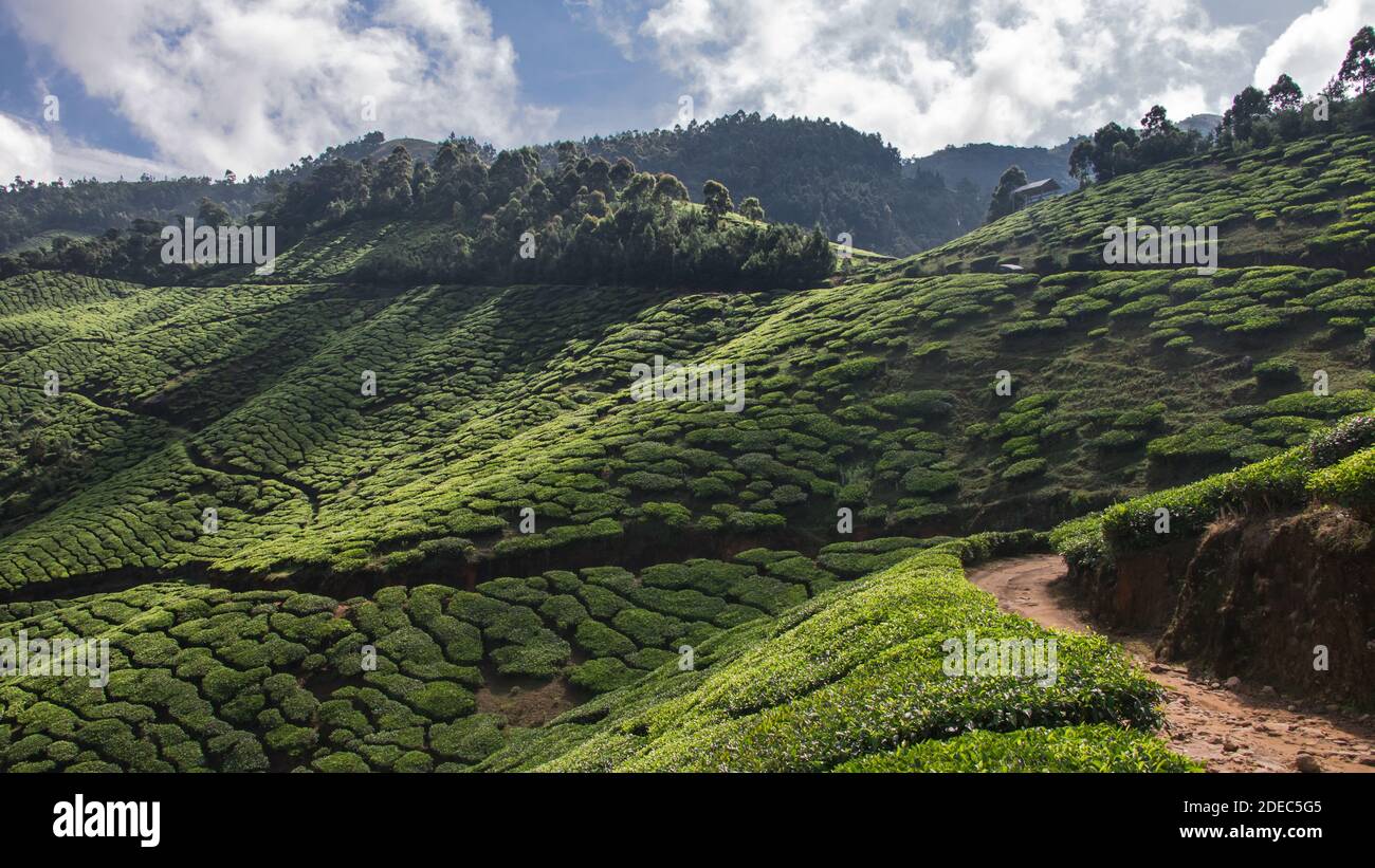 A beautiful landscape view of south India Kerala with bright morning ...