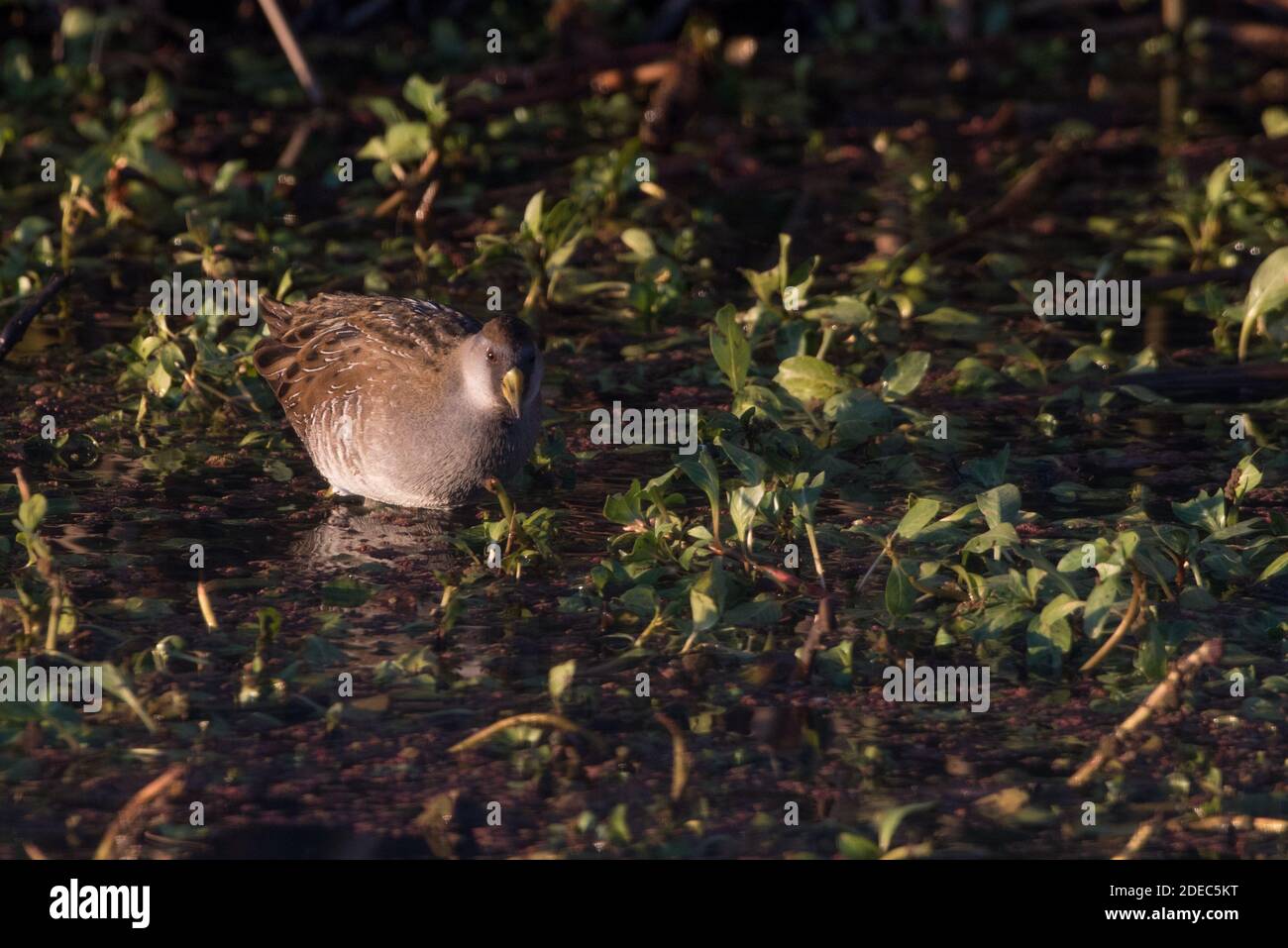 Sora rail hi-res stock photography and images - Alamy