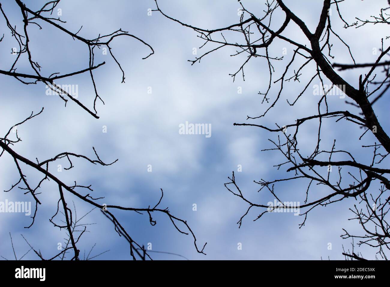 Full frame abstract upward view silhouette texture of bare tree ...