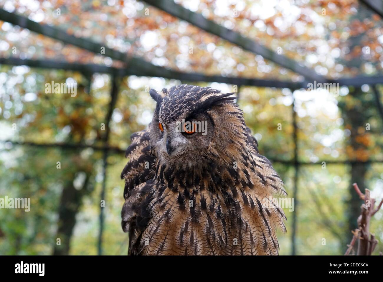Awl Bird High Resolution Stock Photography and Images - Alamy