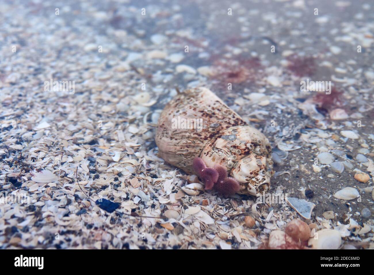 A seashell and smaller seashells under the water Stock Photo - Alamy