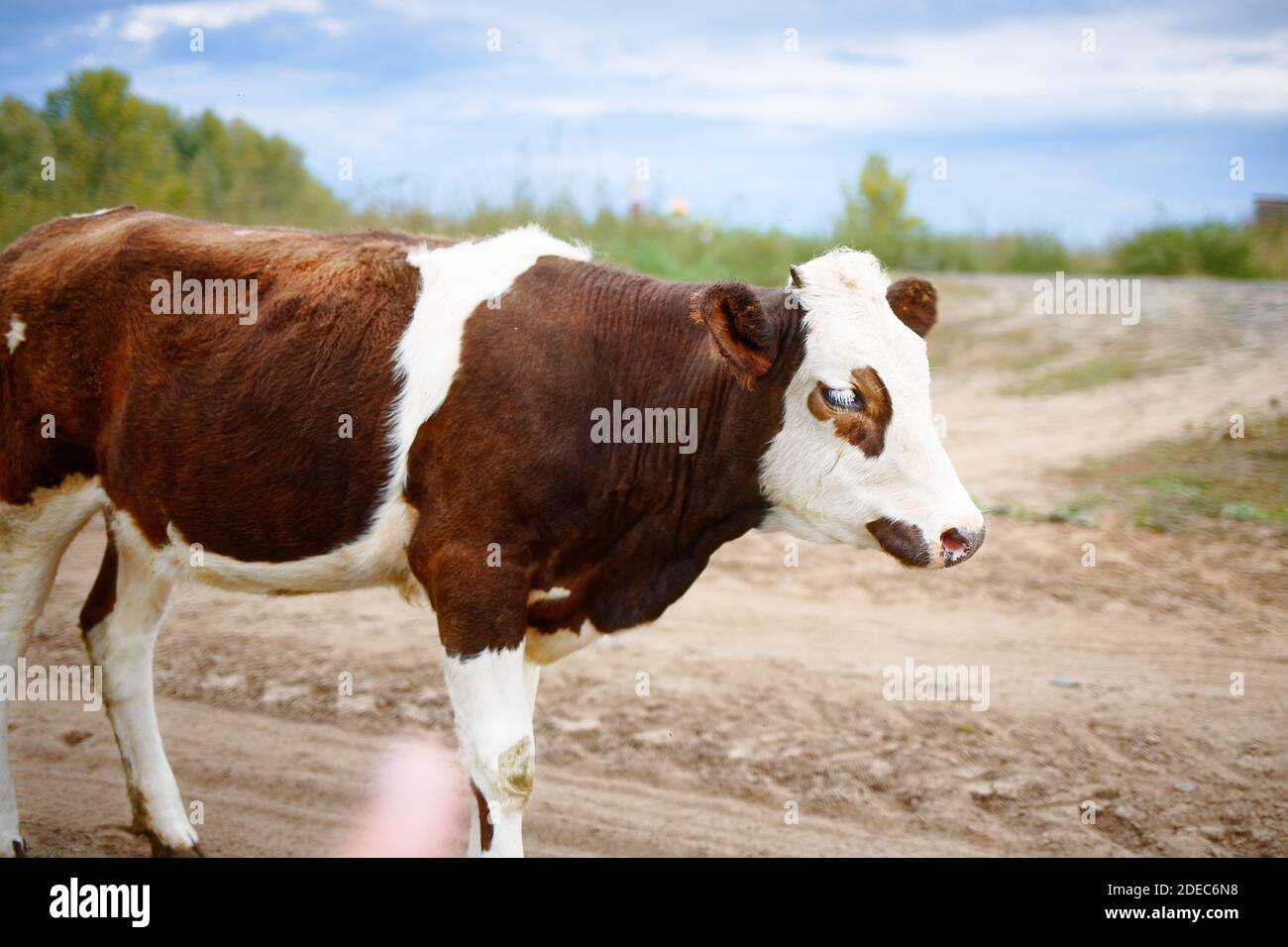 Land for raising animals hi-res stock photography and images - Alamy