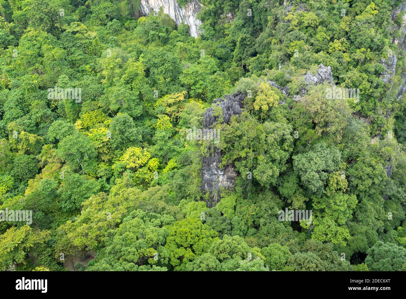 Top down forest hi-res stock photography and images - Alamy