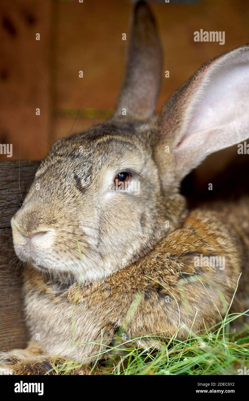 Close-up portrait of an animal. Big rabbit in a wooden cage on the farm ...