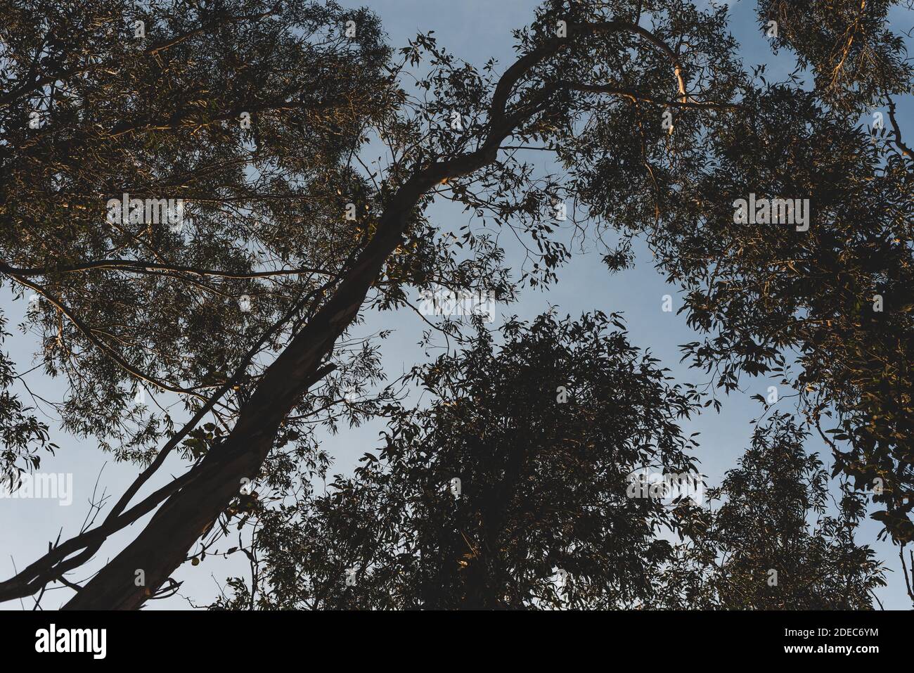 A low angle shot of tree branches against the sunset sky Stock Photo ...