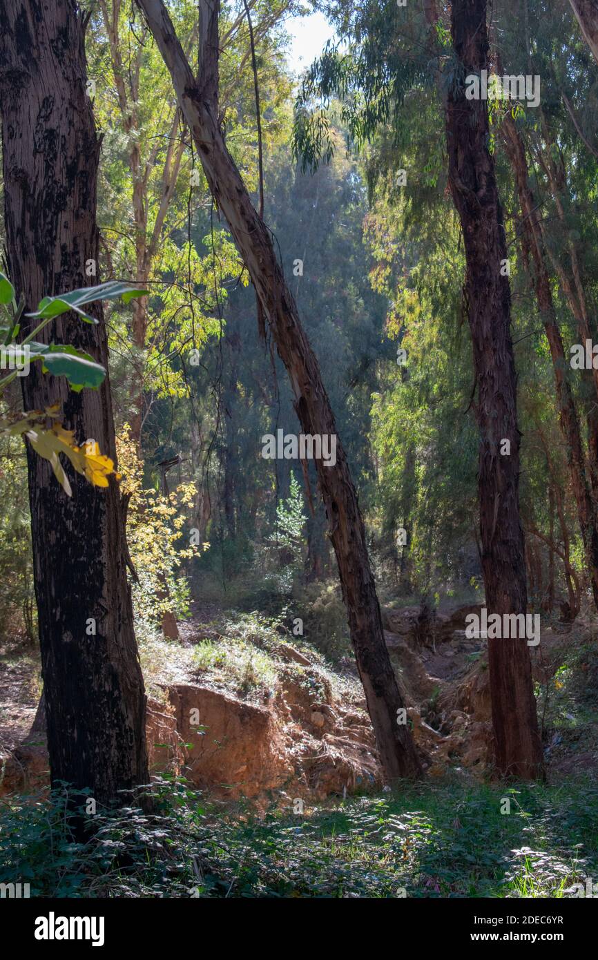 A vertical shot of trees in a forest on a sunny day Stock Photo - Alamy