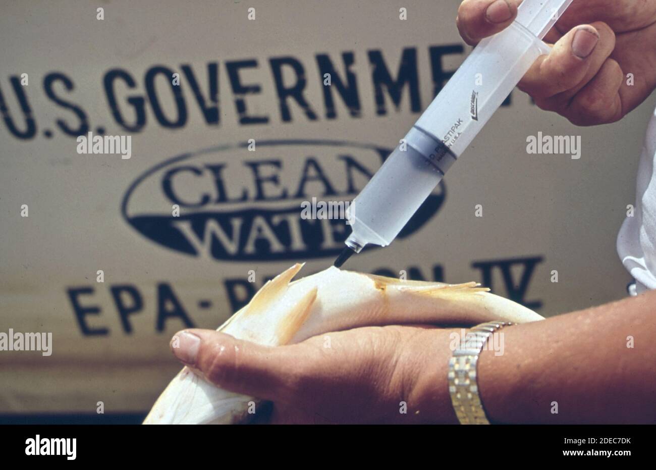 Biologist injecting fish with formaldehyde hi-res stock photography and ...
