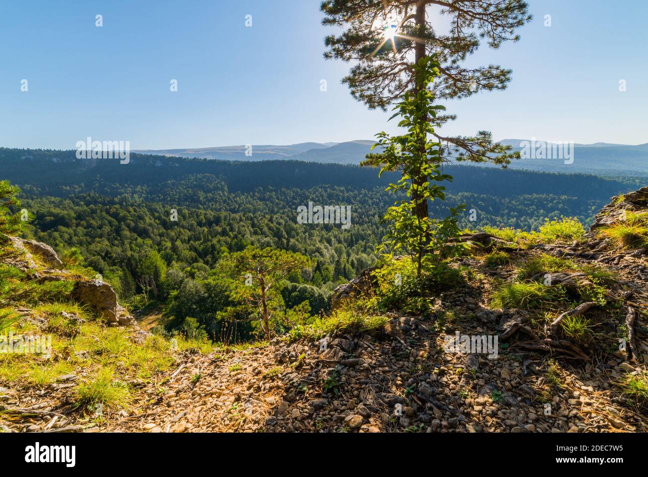 A relict pine tree grows on the edge of the mountain plateau in ...