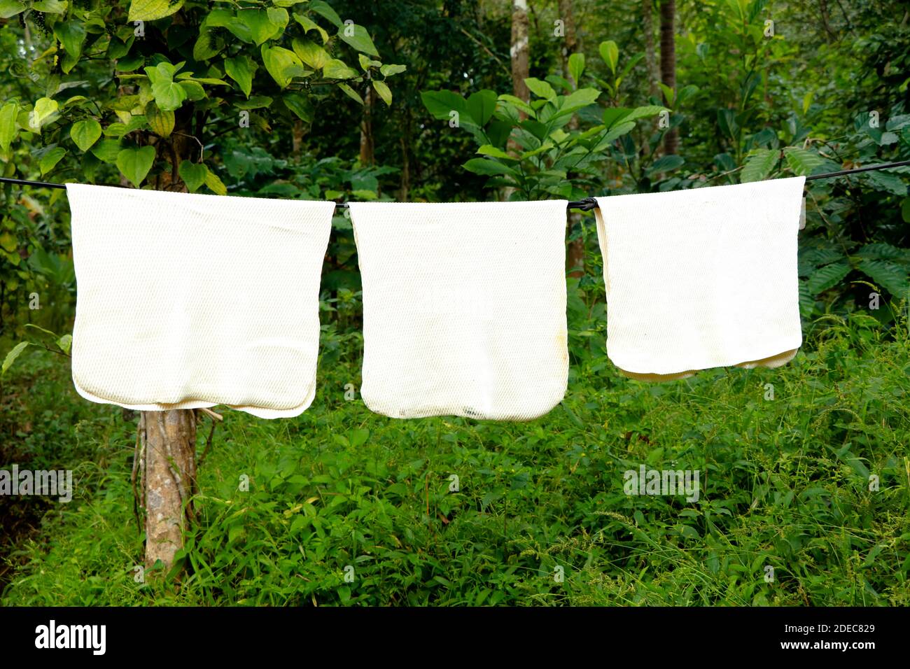 White color rubber sheets hung for drying against green background ...