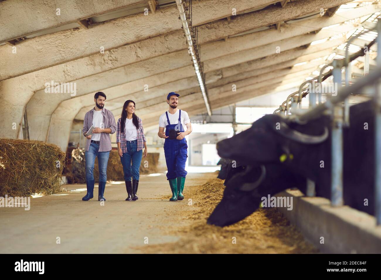 Buffalo in shed hi-res stock photography and images - Alamy