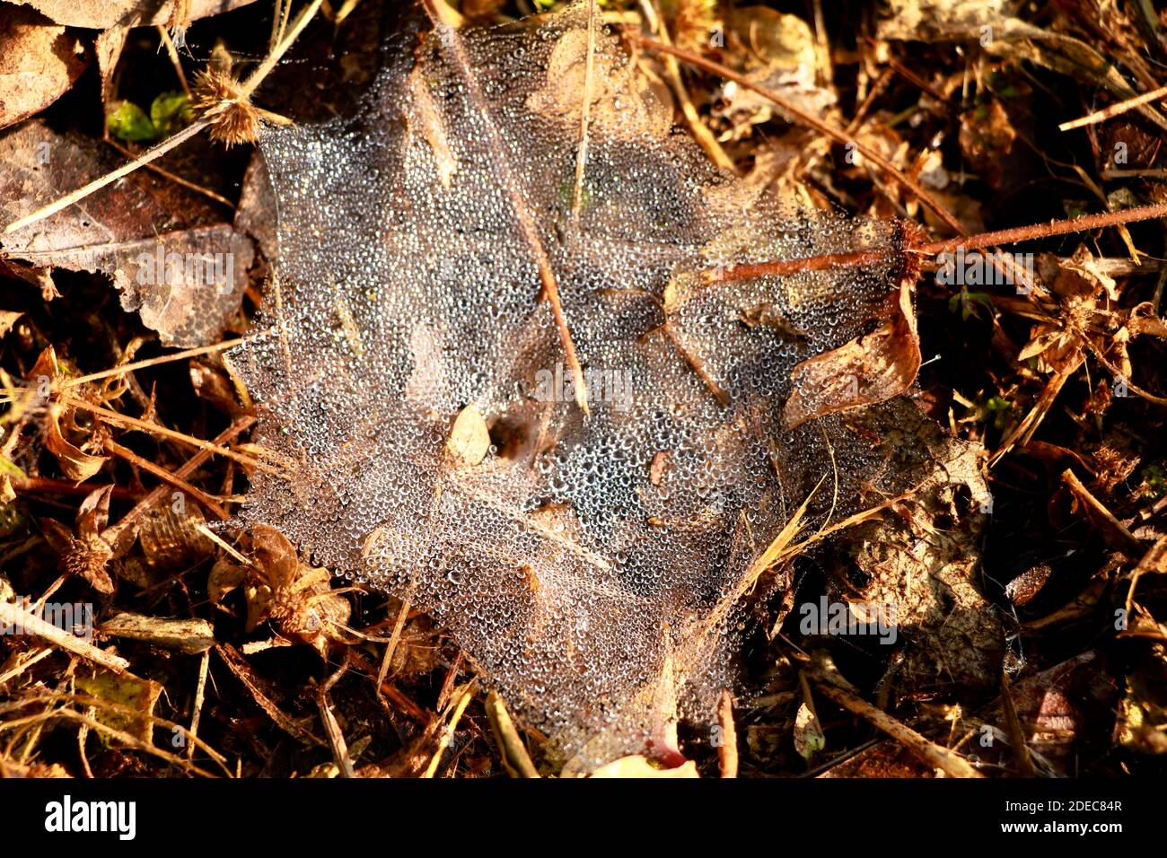 Wolf spider in grass hi-res stock photography and images - Alamy