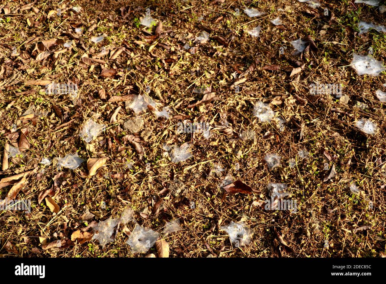 Spider web on the ground in mist and sunlight, selective focus Stock ...
