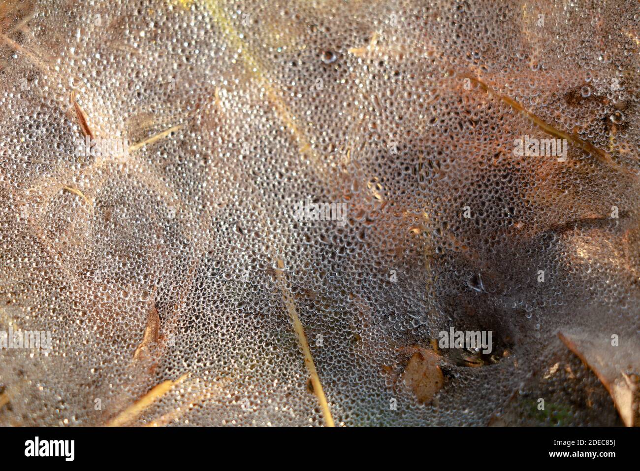 Spider web on the ground in mist and sunlight, selective focus Stock ...