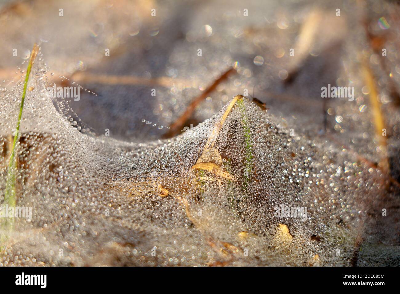 Spider web on the ground in mist and sunlight, selective focus Stock ...
