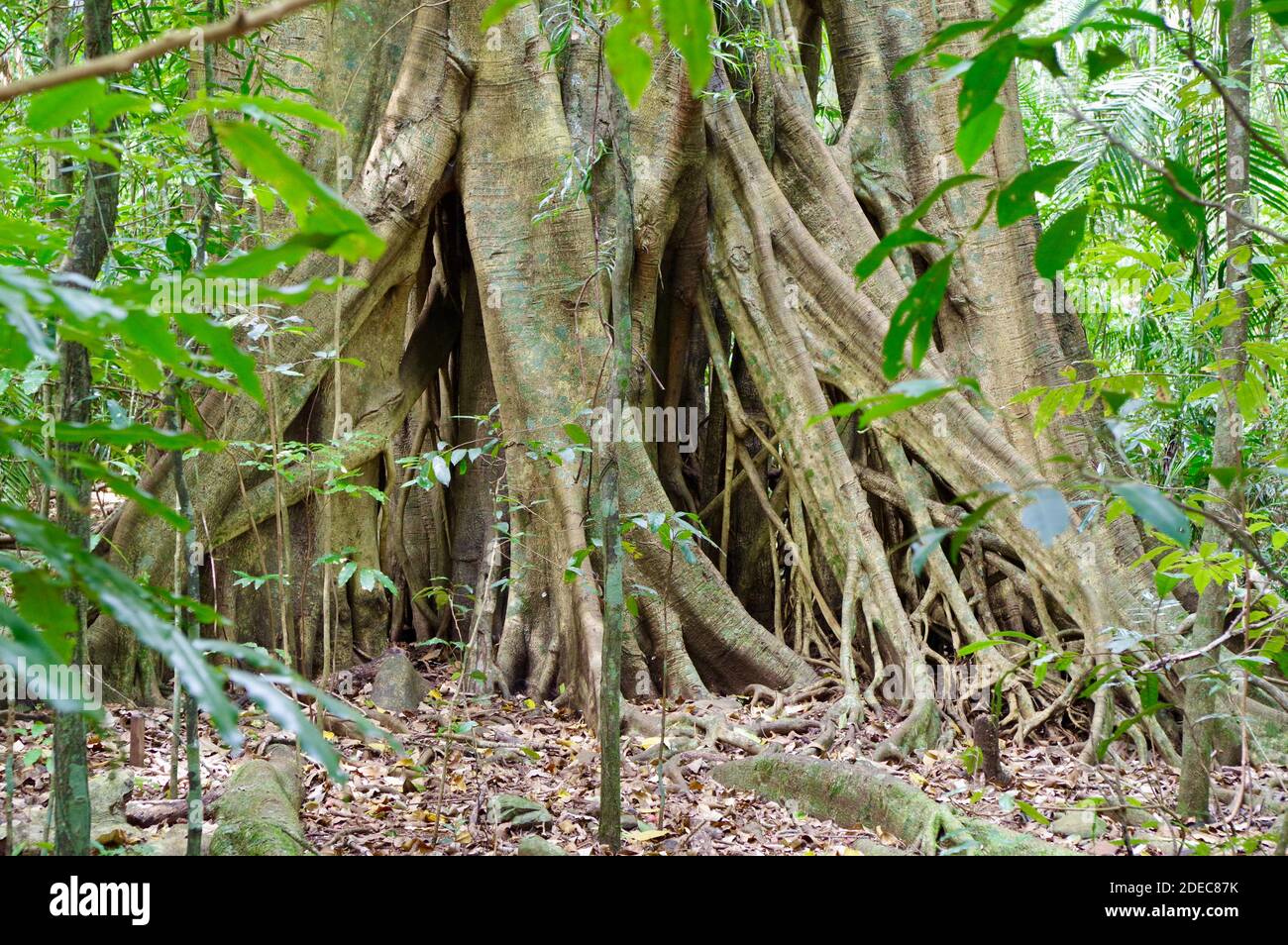 Strangler fig roots spread hi-res stock photography and images - Alamy