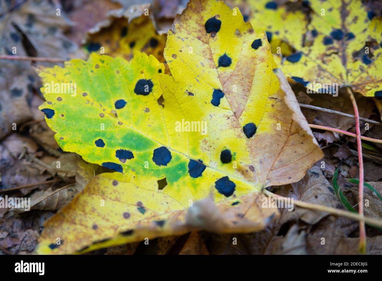 Acid burn hi-res stock photography and images - Alamy
