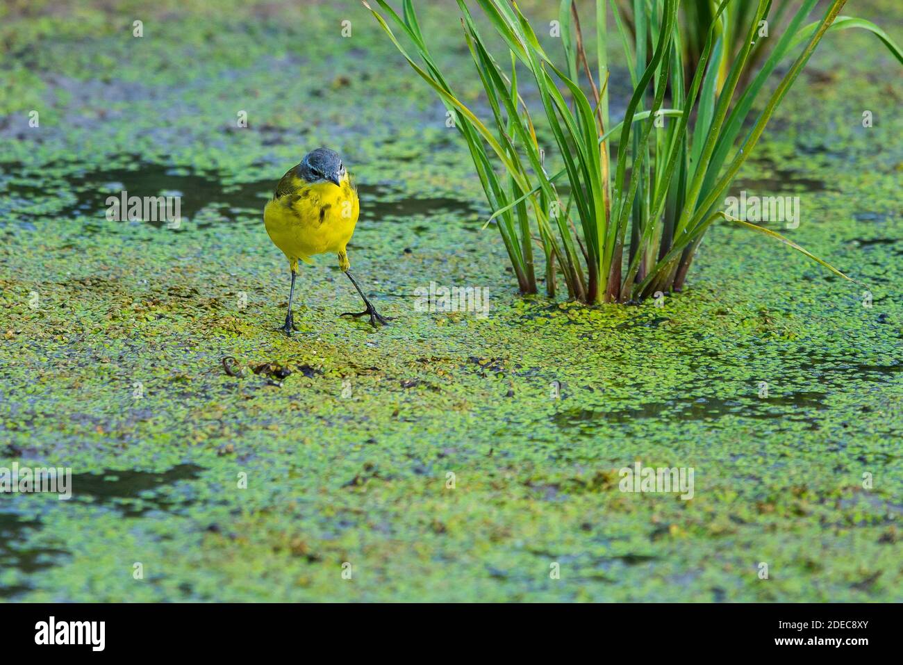 Female Western Yellow Wagtail or Motacilla flava in wild nature Stock ...