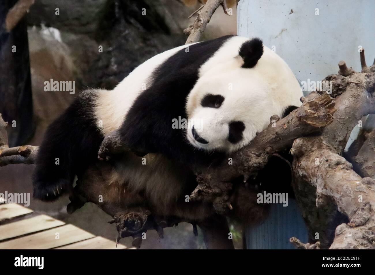 Giant panda Xing Ya is lazily sleeping in a tree at Ouwehands Zoo in ...