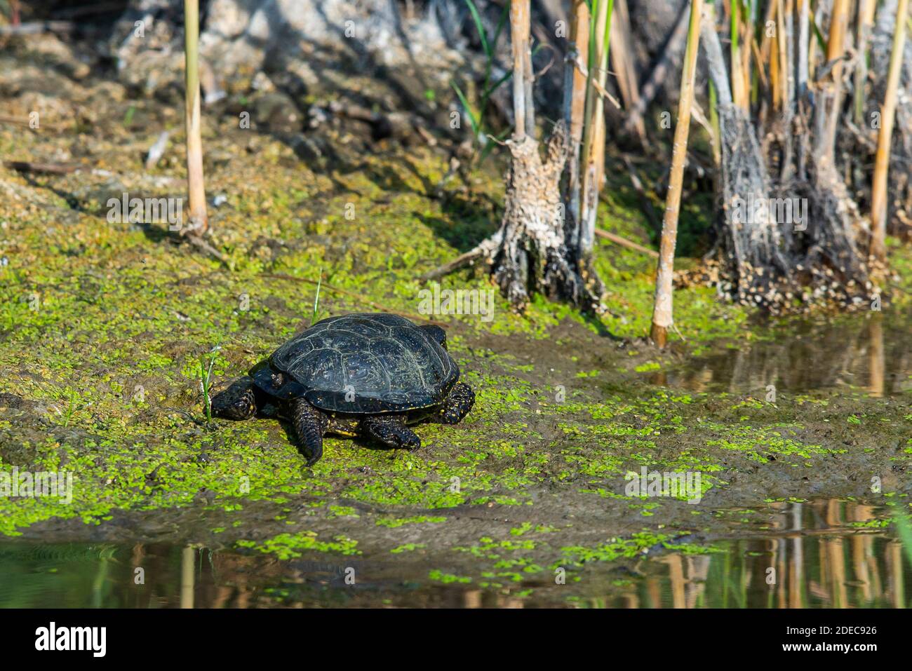 European bog turtle or Emys orbicularis in wild nature Stock Photo - Alamy