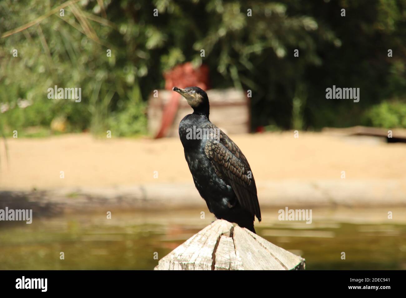 Cormorant is looking for fish in the enclosure of the Seals of ...