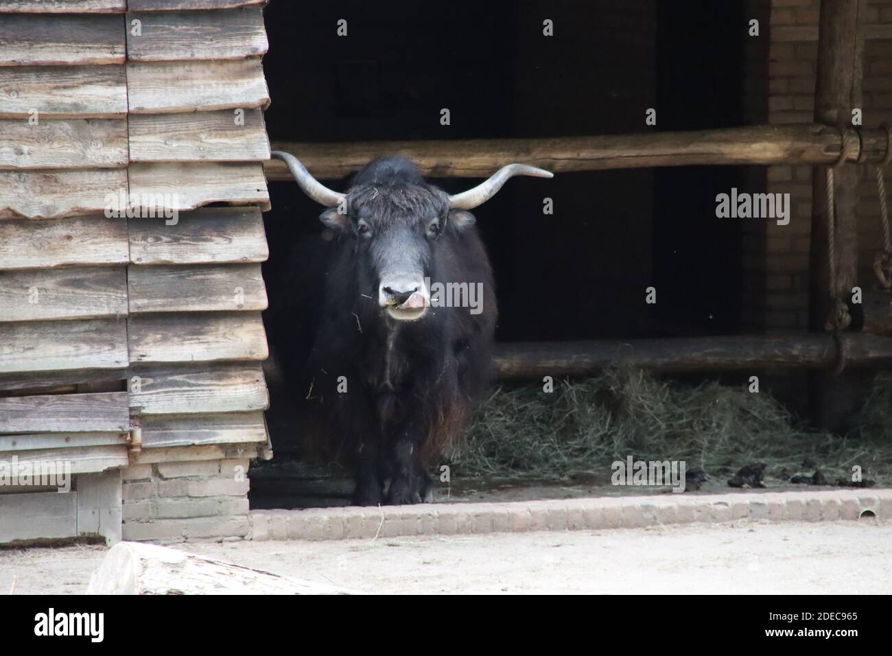 Yak in the enclosure of the elephants of Ouwehand Zoo in Rhenen the ...