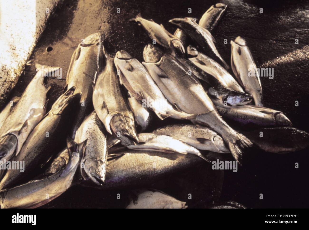 1970s Photos (1972) - A catch of fish Stock Photo - Alamy