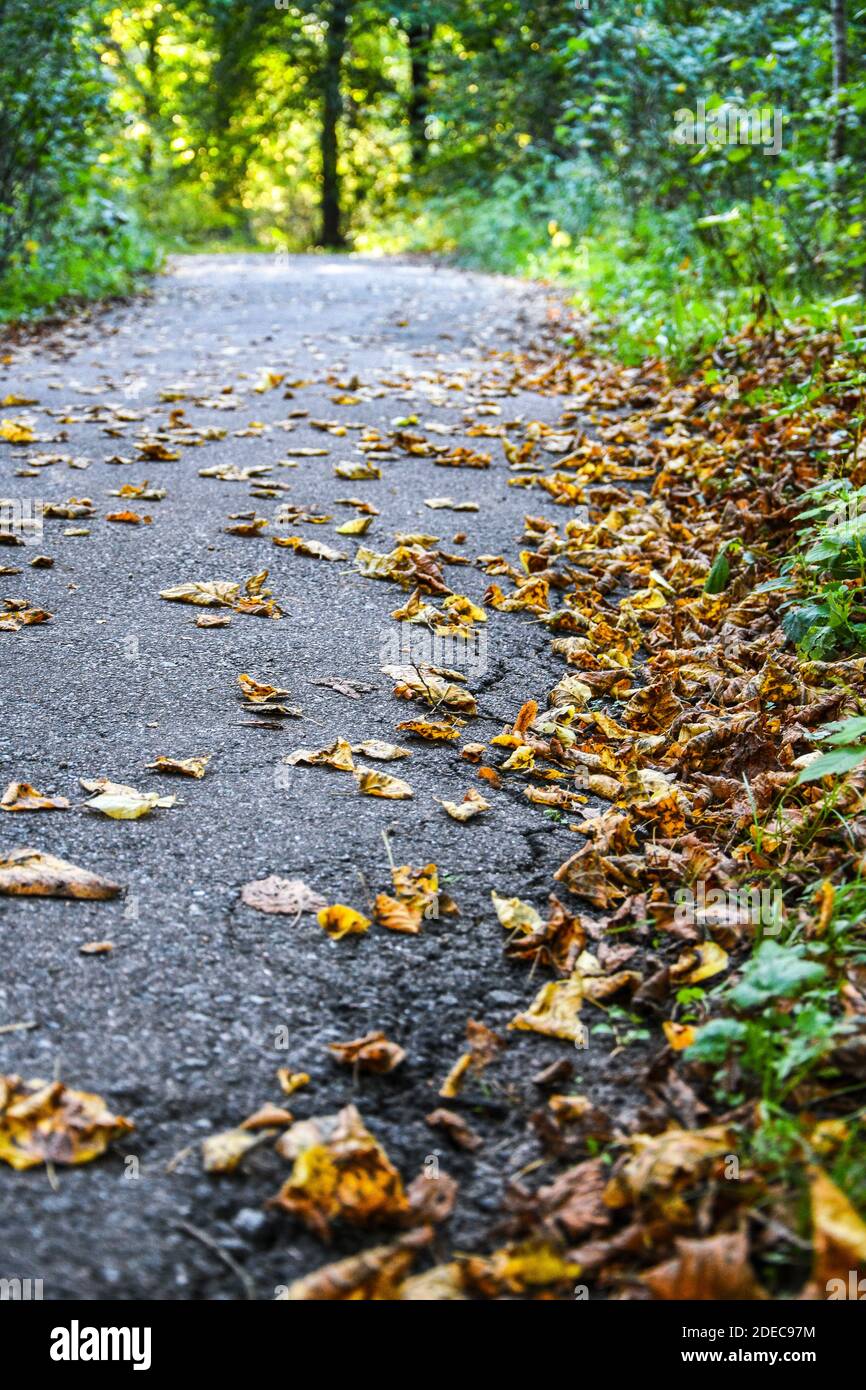 autumn path with leaves in the forest with diminishing perspective. The ...